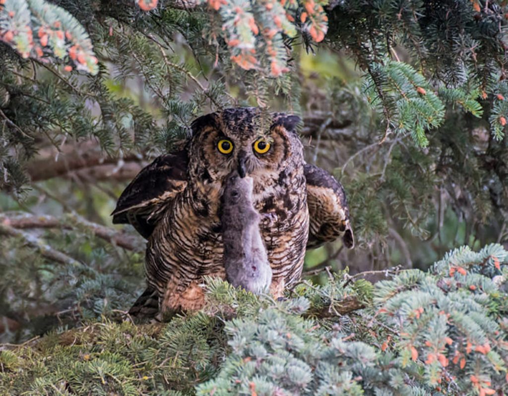 How to Keep Owls Away From Chickens - Backyard Poultry